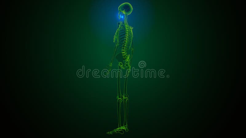 3d Render of Human Skeleton Maxilla Bone Anatomy Stock Illustration ...
