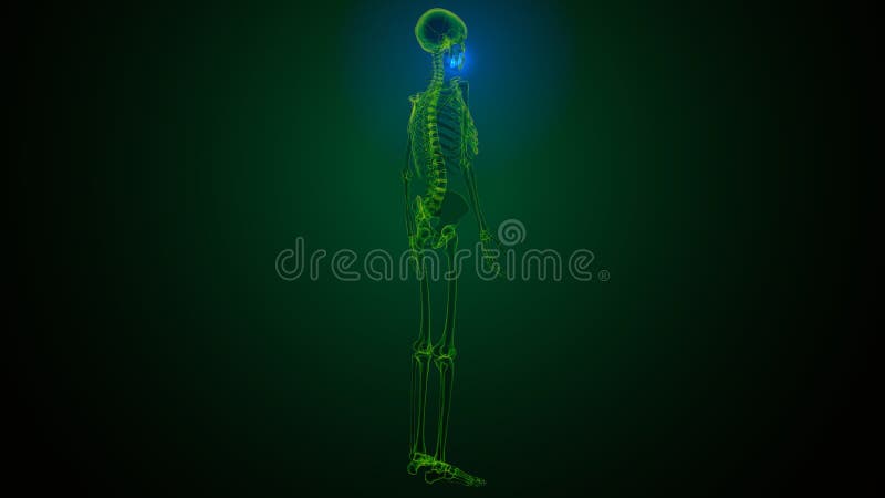 3d Render of Human Skeleton Maxilla Bone Anatomy Stock Illustration ...