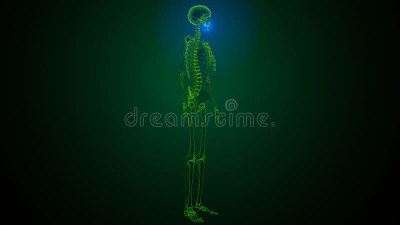 3d Render of Human Skeleton Maxilla Bone Anatomy Stock Illustration ...