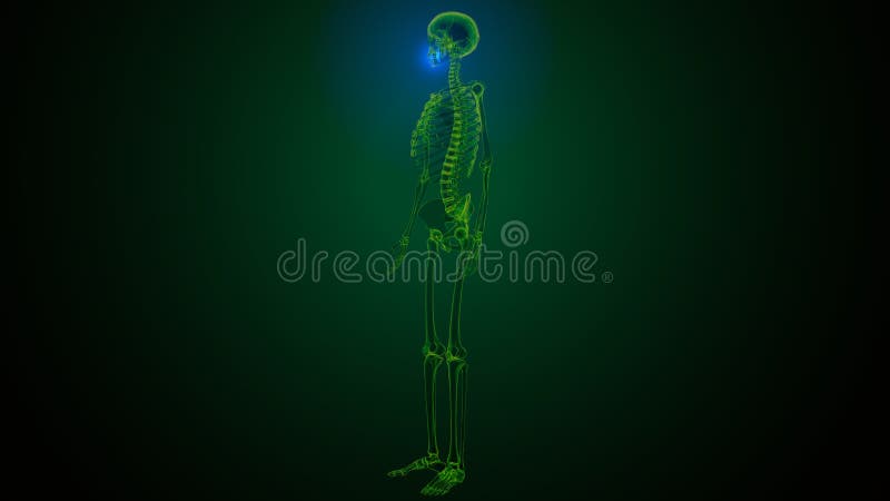 3d Render of Human Skeleton Maxilla Bone Anatomy Stock Illustration ...