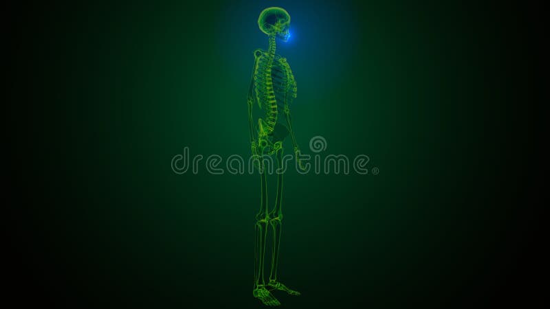 3d Render of Human Skeleton Maxilla Bone Anatomy Stock Illustration ...