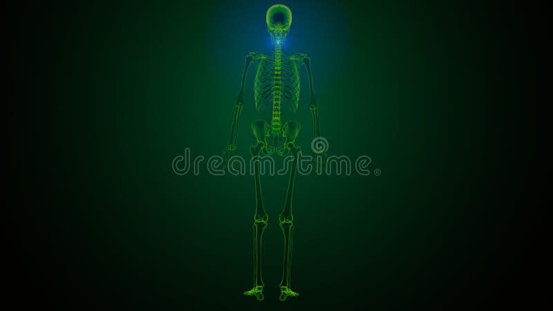 3d Render of Human Skeleton Maxilla Bone Anatomy Stock Illustration ...