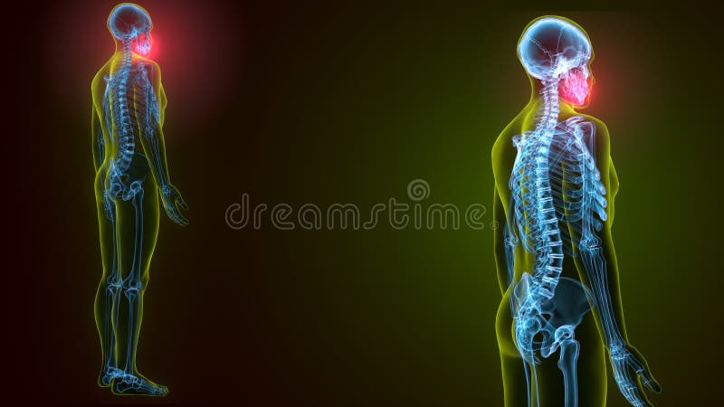Human Skeleton Skull Maxillal Bone Anatomy for Medical Concept 3D ...