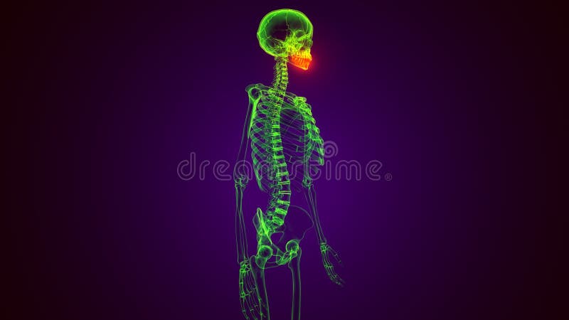 3d Render of Human Skeleton Skull Maxilla Bone Anatomy Stock ...
