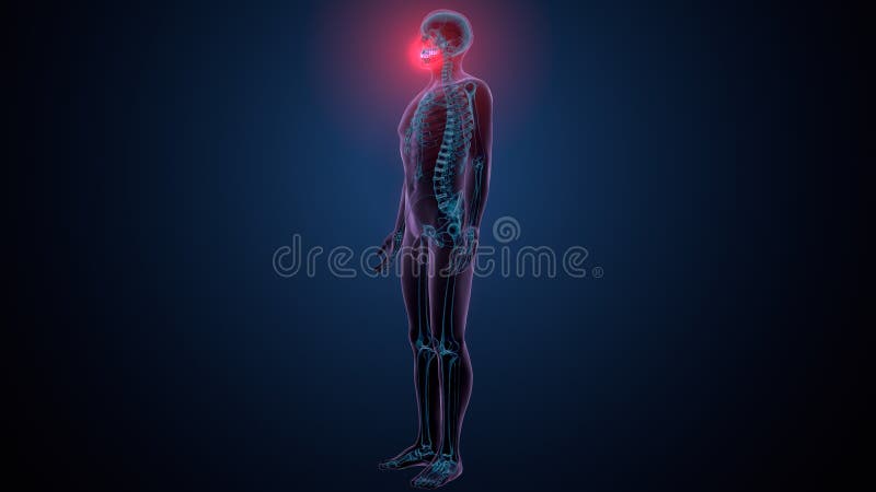 3d Render of Human Skeleton Maxilla Bone Anatomy Stock Illustration ...
