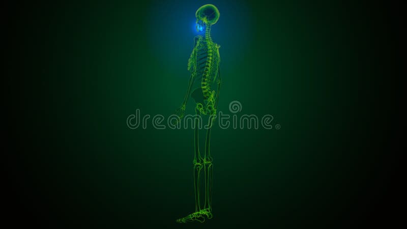 3d Render of Human Skeleton Maxilla Bone Anatomy Stock Illustration ...
