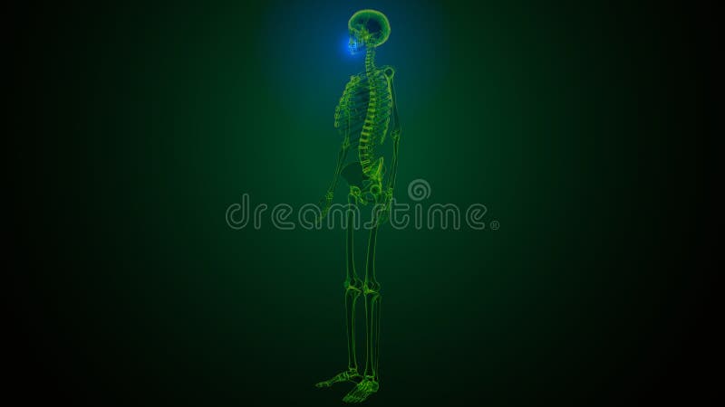 3d Render of Human Skeleton Maxilla Bone Anatomy Stock Illustration ...