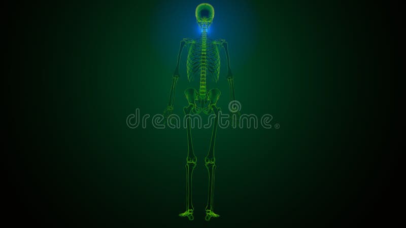 3d Render of Human Skeleton Maxilla Bone Anatomy Stock Illustration ...