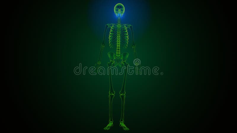 3d Render of Human Skeleton Maxilla Bone Anatomy Stock Illustration ...