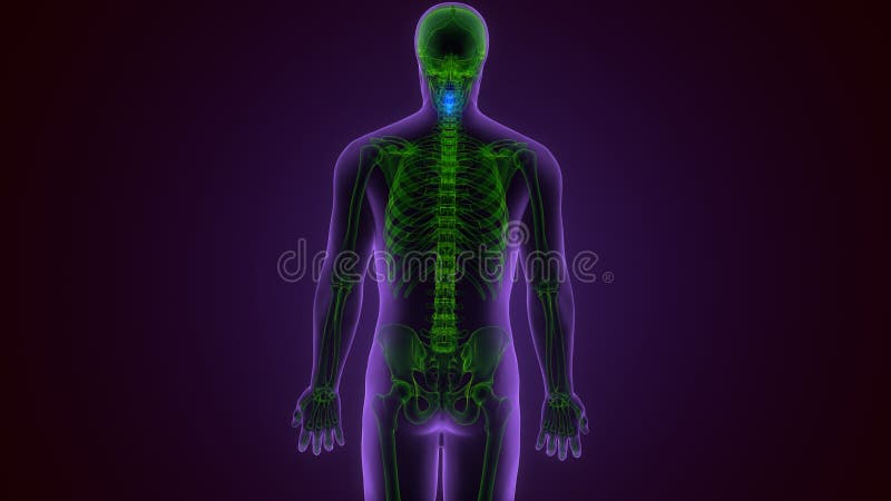 Human Skeleton Skull Maxillal Bone Anatomy for Medical Concept 3D ...