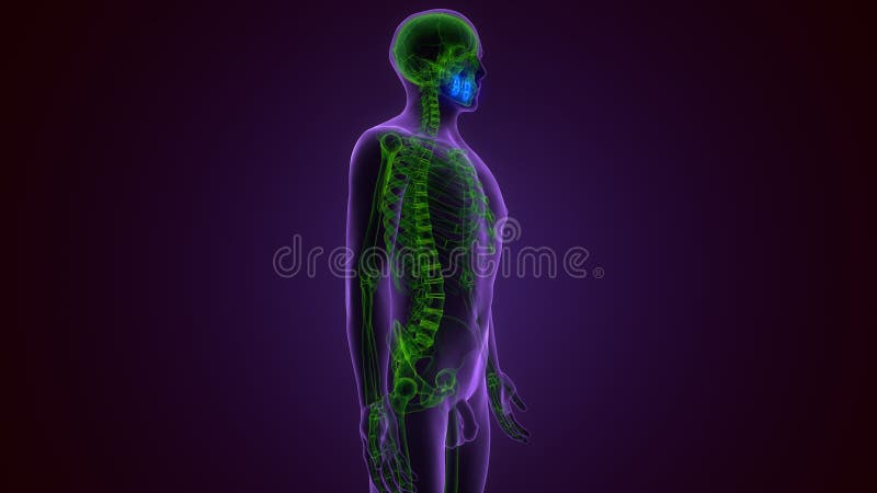 Human Skeleton Skull Maxillal Bone Anatomy for Medical Concept 3D ...