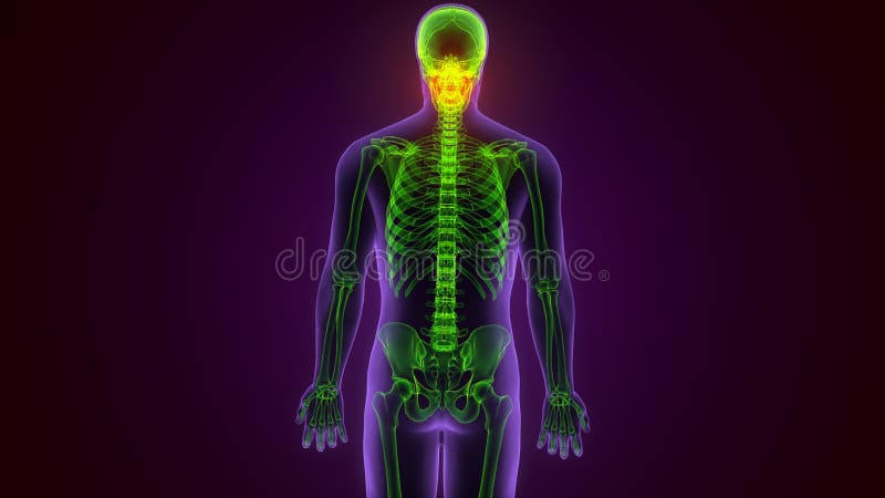 Human Skeleton Skull Sphenoid Bone Anatomy for Medical Concept 3D ...