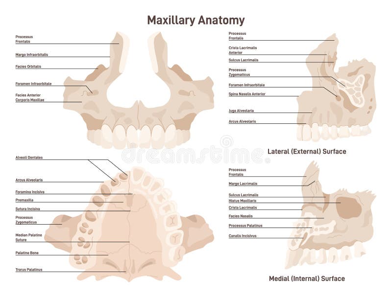 Maxillary Anatomy. Upper Jaw Bone Skeletal Structure with Educational ...
