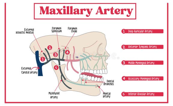 Maxillary Artery Vector Diagram, Vector Diagram Stock Vector ...