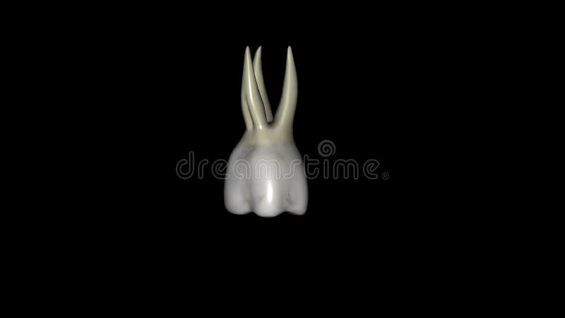 The First Maxillary Molar is the only Tooth of the Maxillary Molars ...