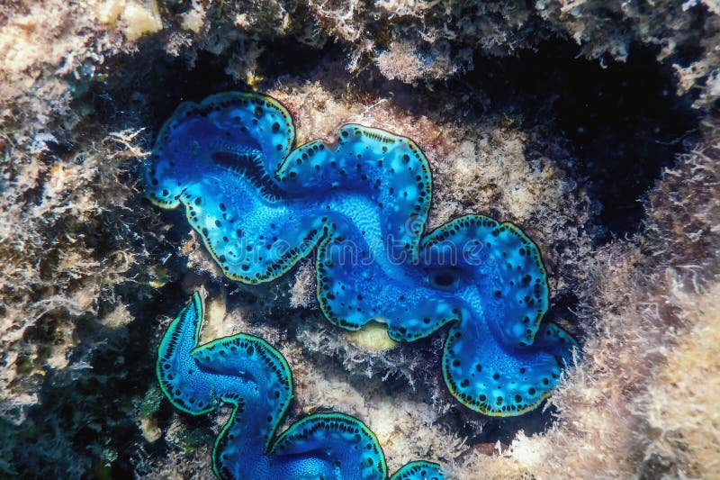 Maxima (Tridacna Maxima) Underwater Stock Photo - Image of reef, travel ...