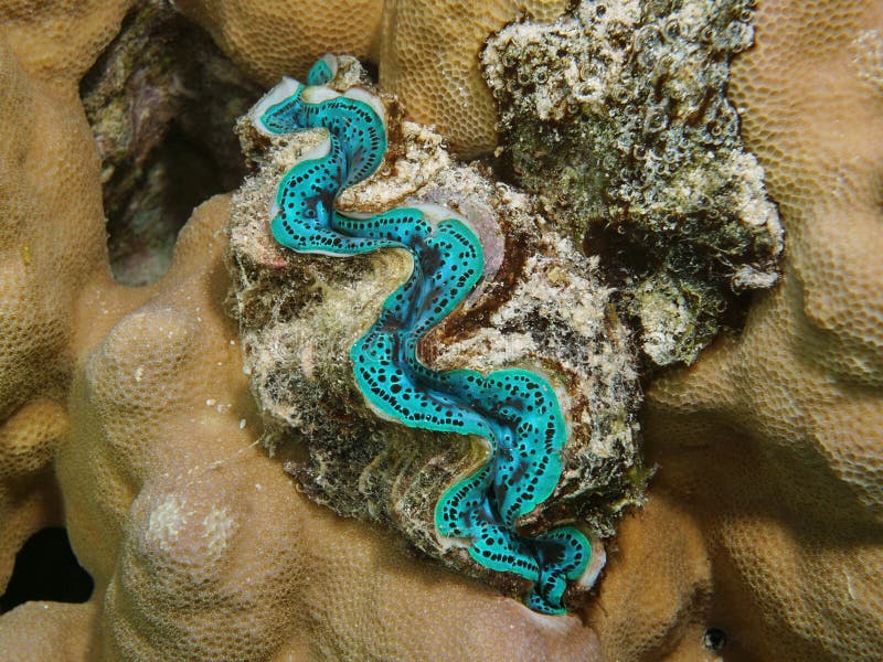 De Tweekleppige Maxima Van Het Tweekleppige Schelpdiertridacna Van ...