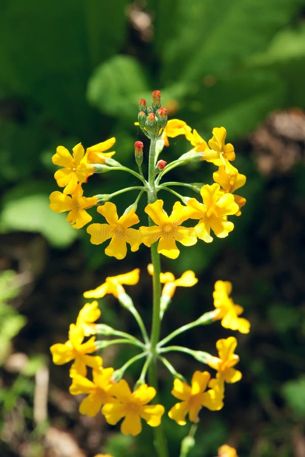 Primula Maximowiczii Stock Photos - Free & Royalty-Free Stock Photos ...