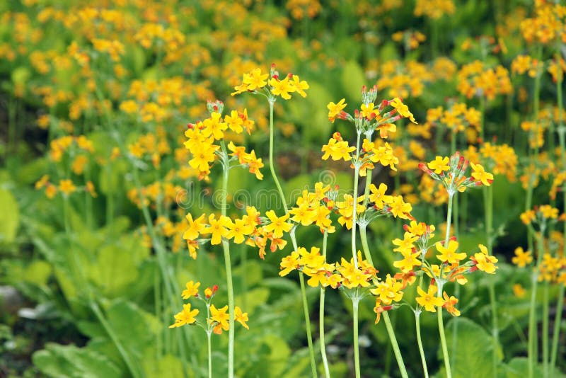 Primula Maximowiczii Stock Photos - Free & Royalty-Free Stock Photos ...