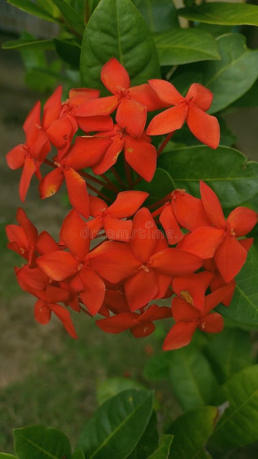 Blooming Pentas Flowers Apple Nature Landscape Stock Image - Image of ...