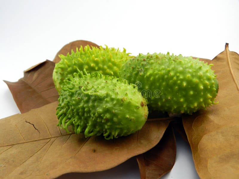 Maxixes stock photo. Image of green, nutraceutical, background - 70088154