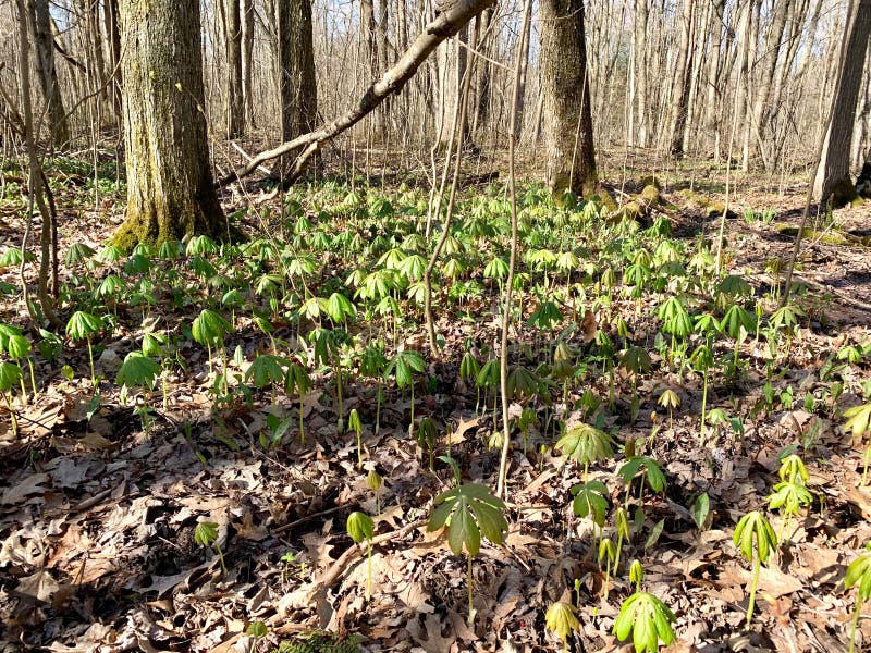 May Apple Patch in a Forest Stock Image - Image of wilderness, trees ...