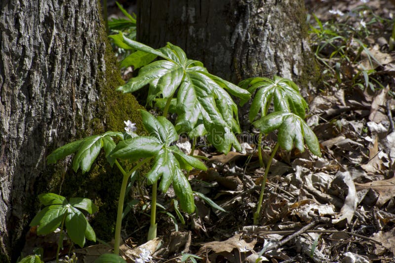 May Apple Plants in Early Spring Stock Photo - Image of trees, group ...