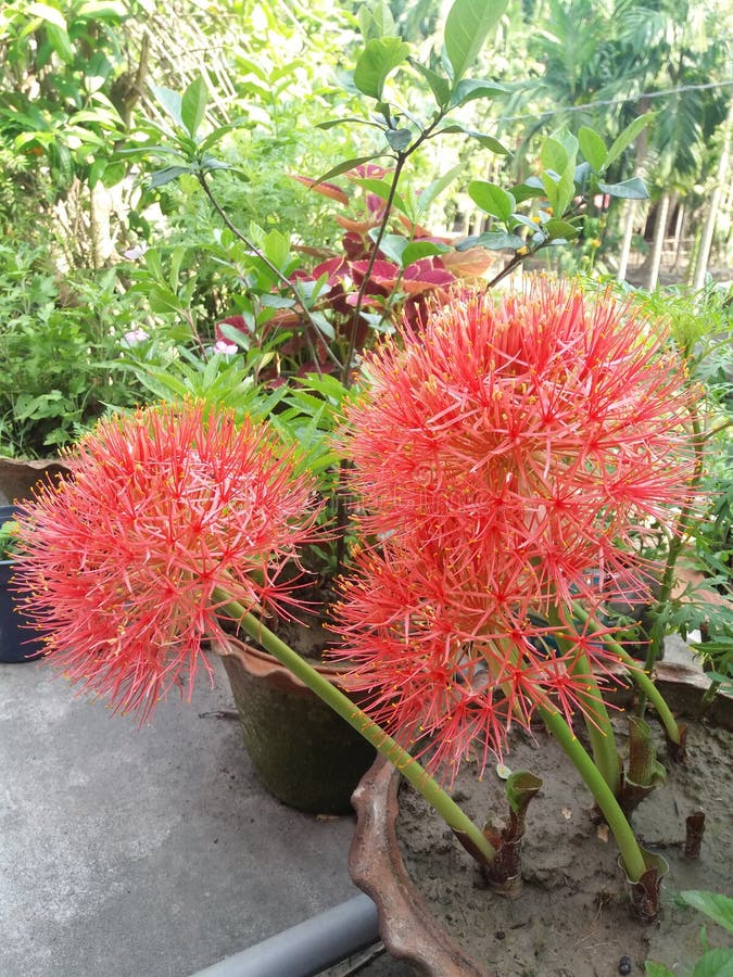 May ball flower stock photo. Image of ball, attractive - 91708482