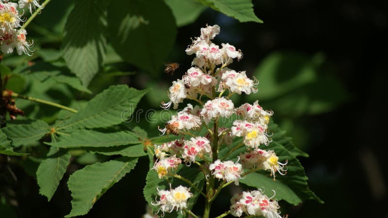 May bee art. stock image. Image of plant, bloom, stamen - 121688319