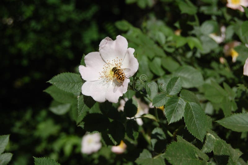 May Bee on a Flower of Wild Rose Stock Photo - Image of wings, insects ...
