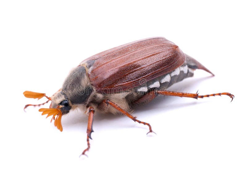 May beetle stock photo. Image of chafer, spring, conservation - 24590666