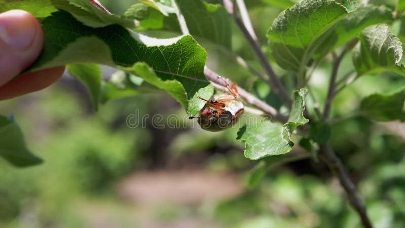 May Beetle on Apple Tree stock video. Video of cockchafer - 346592825