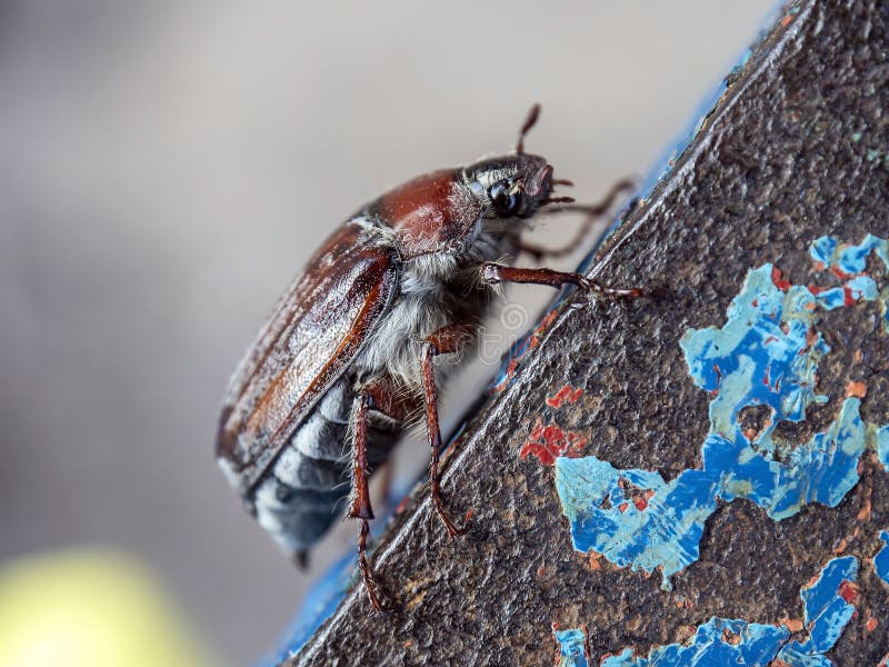 Iron beetle - insect stock photo. Image of coleoptera - 1972770