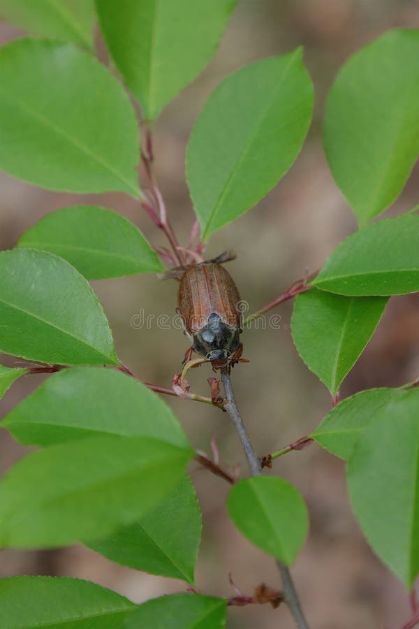 May Beetle Insect on a Tree Branch Stock Photo - Image of bright ...
