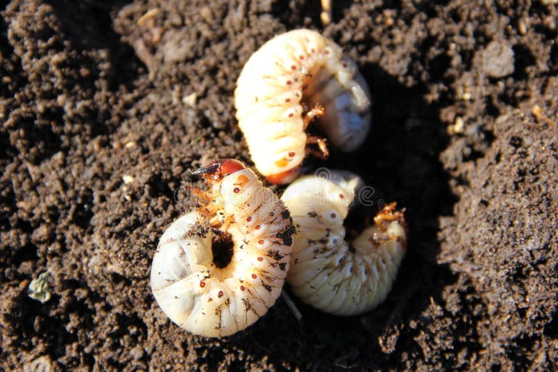 The May Beetle and Its Larva Stock Photo - Image of plant, larva: 92406788