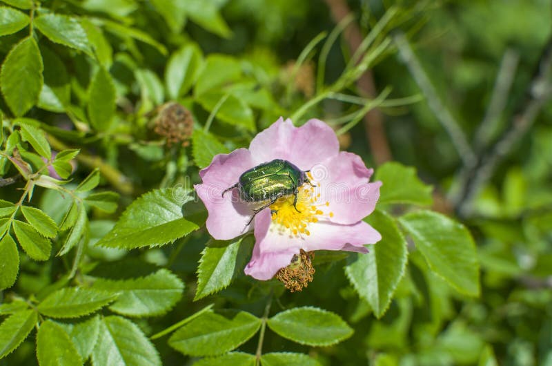 May Green Beetle on a Wild Rose Flower Stock Photo - Image of spring ...