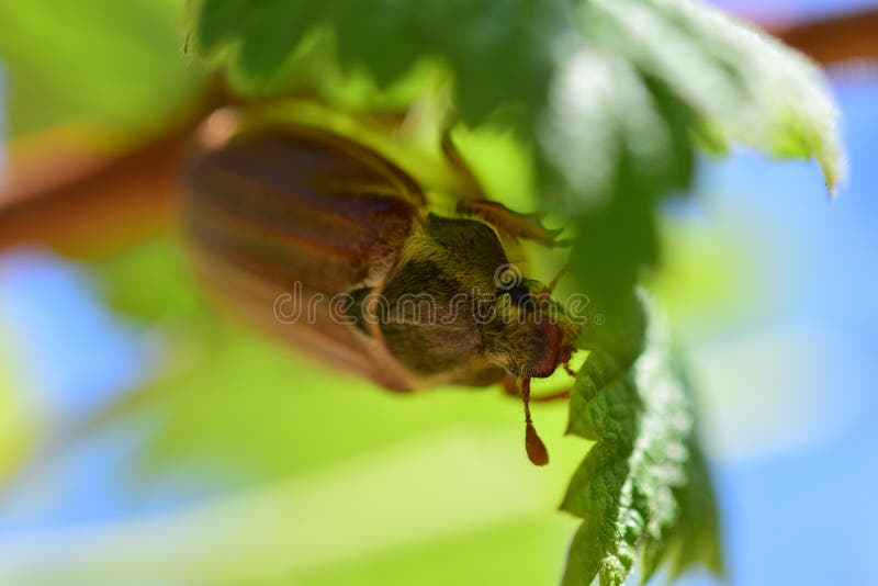 A May Beetle Sits Under a Raspberry Leaf Stock Image - Image of oudoors ...