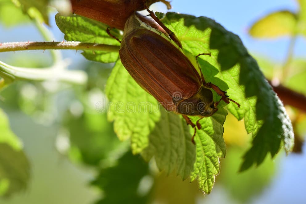 A May Beetle Sits Under a Raspberry Leaf Stock Photo - Image of botany ...