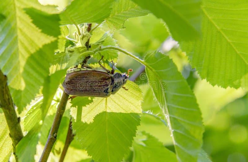 May Beetle Sitting Under a Twig Stock Photo - Image of macro ...