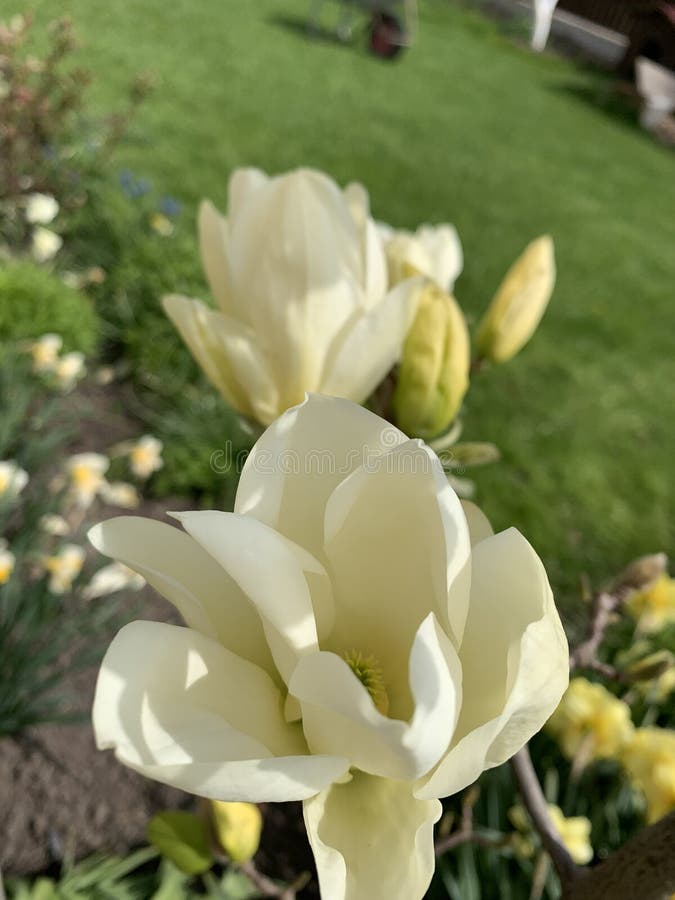 May. Blooming camellia stock photo. Image of blossom - 251281160