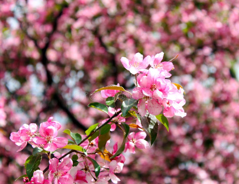 May Apple Tree Branch Close-up Stock Photo - Image of beauty, close ...