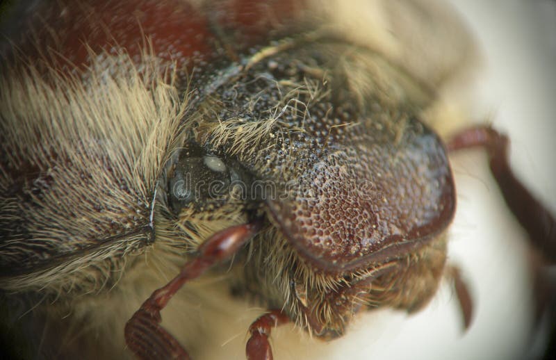 May-bug stock photo. Image of micro, nature, chafer, insect - 11817438