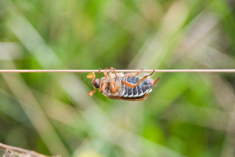 May-bug stock photo. Image of spring, insect, summer - 15100740