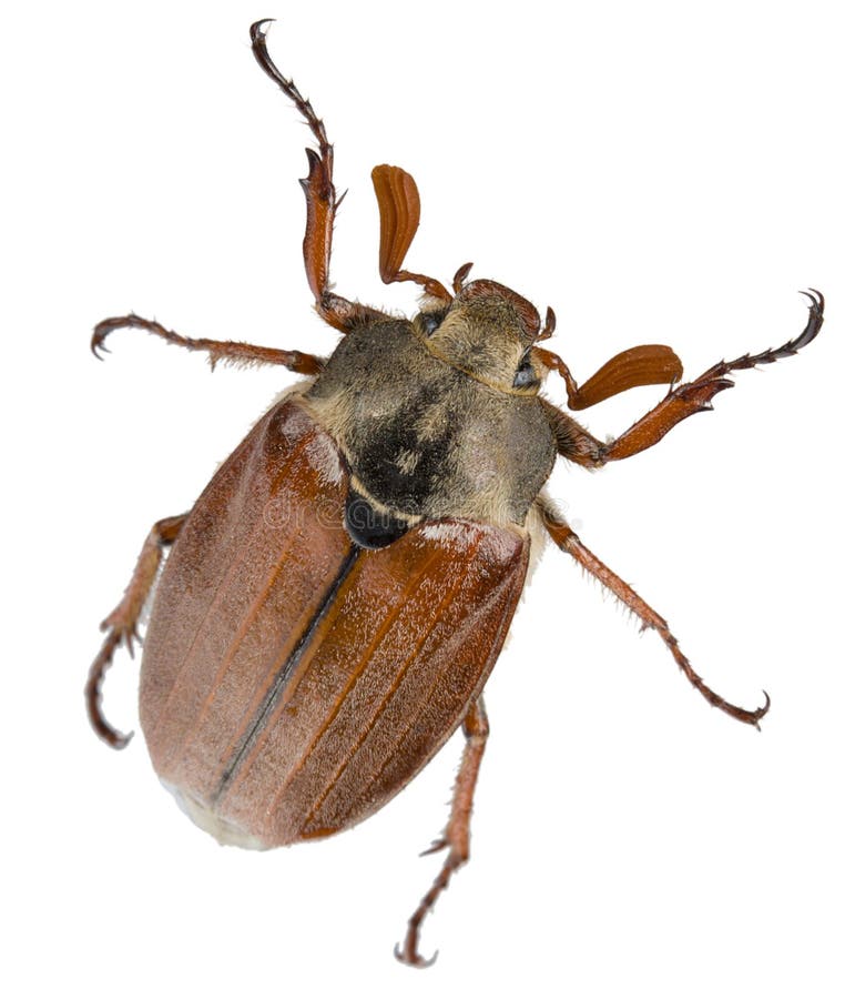 May-bug stock photo. Image of profile, macro, life, brown - 16816876
