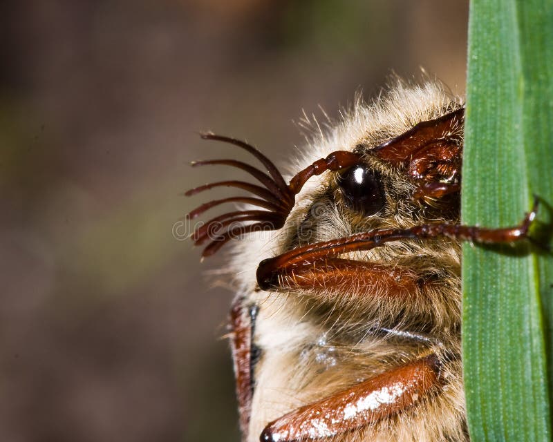 May bug stock photo. Image of macro, close, insect, portrait - 17158458
