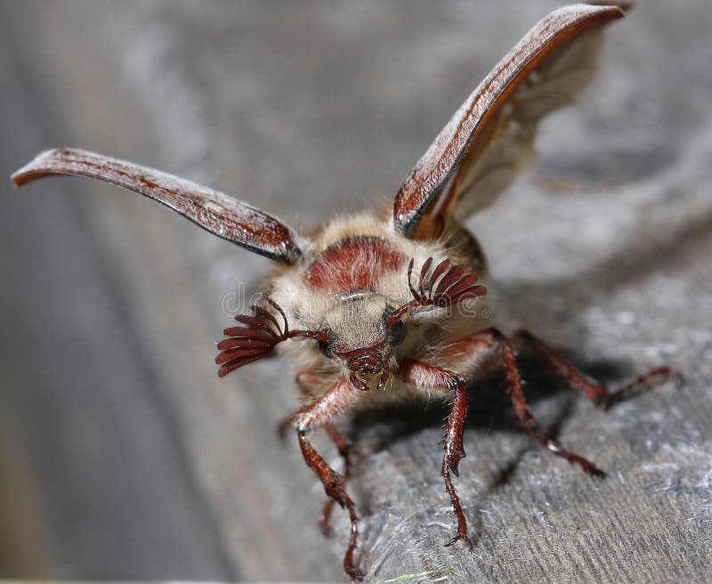 May bug stock image. Image of wing, beetle, close, soar - 17158461