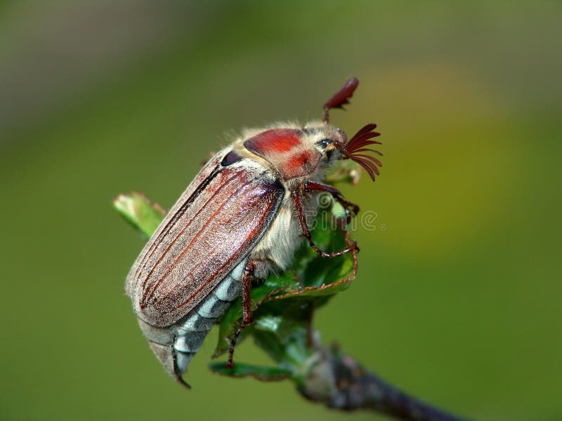 Maybug belly stock image. Image of maybug, scarab, tentaculate - 5306045
