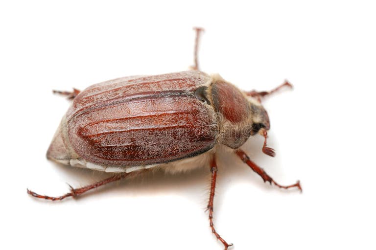 May bug stock photo. Image of closeup, shiny, gray, insect - 5495936