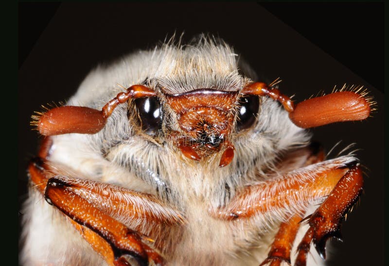 Shield Bug Back with Smiling Face Stock Photo - Image of wing, stink ...
