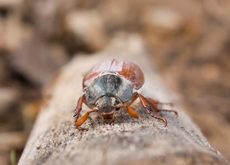 May-bug beetle stock image. Image of detail, remote, object - 9724651
